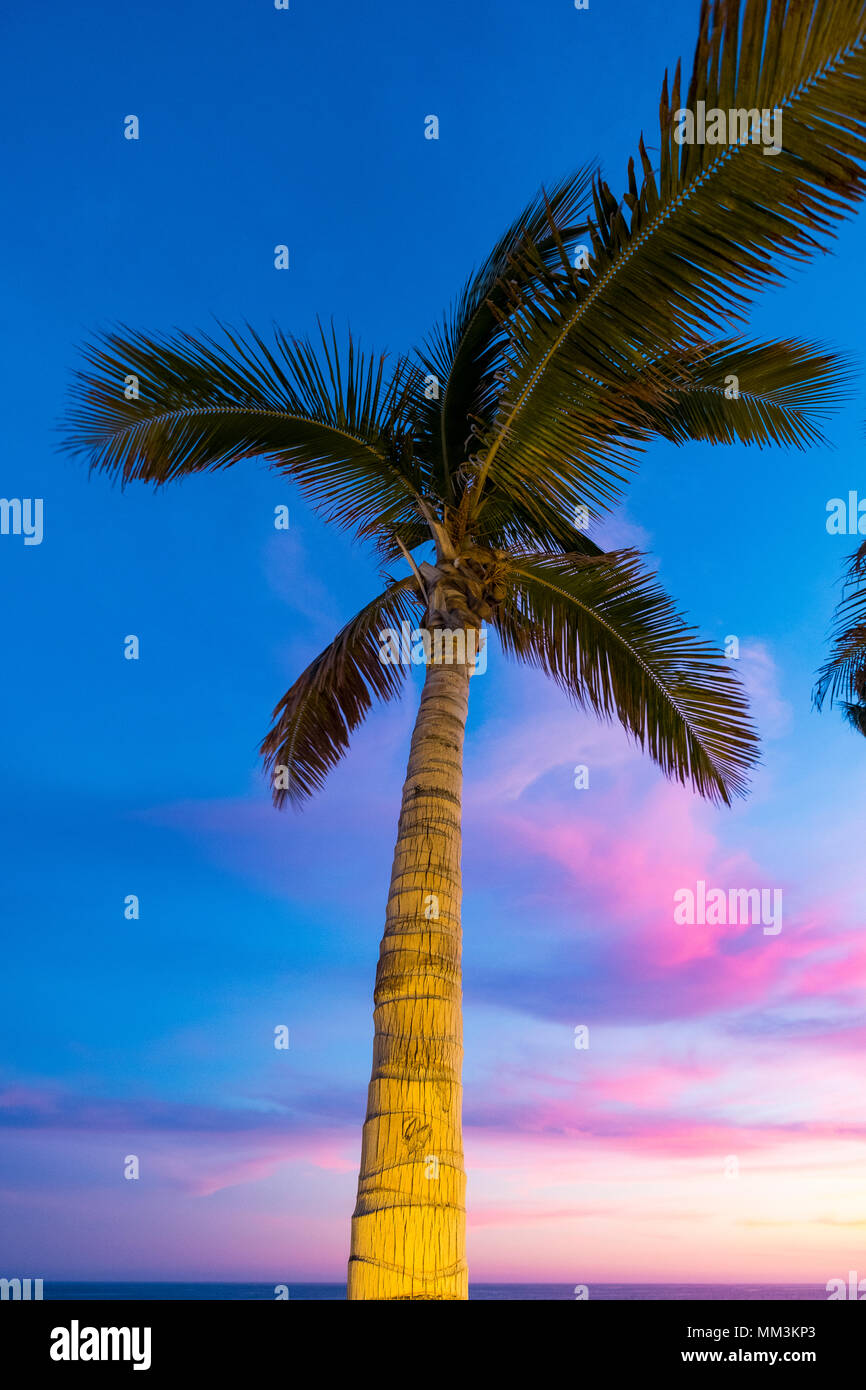 Palm trees on the coast of Cabo San Lucas on the Baja California ...