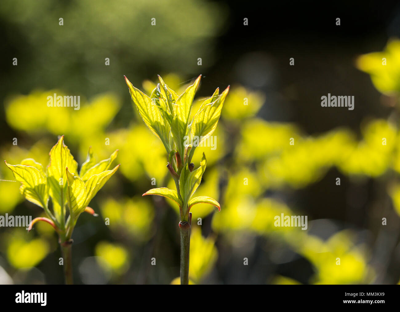 Cornus florida rainbow tree hi-res stock photography and images - Alamy