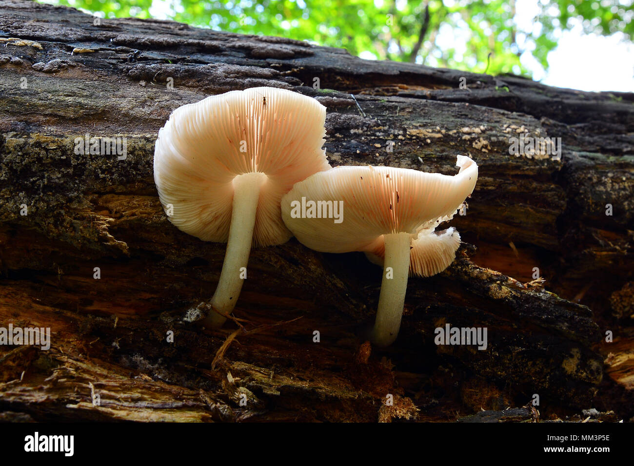 pluteus cervinus mushroom, commonly known as the deer shield Stock ...