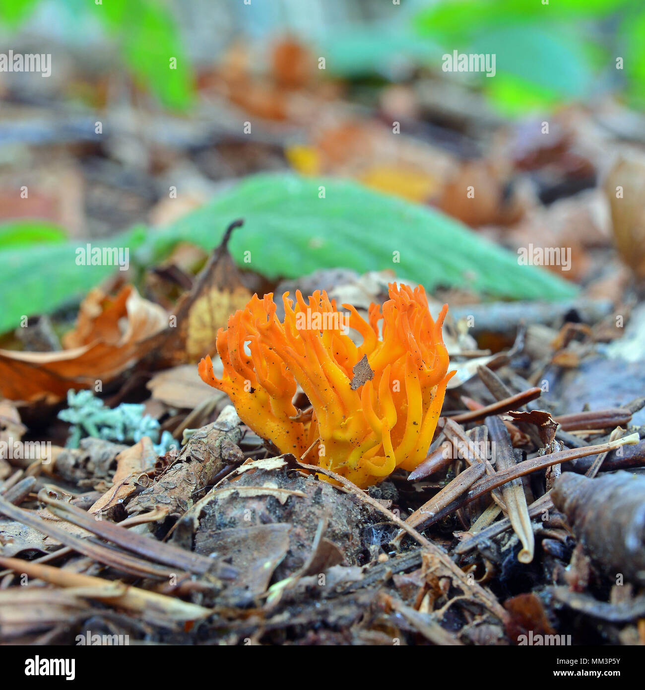 Calocera viscosa jelly fungus, also known as the yellow stagshorn Stock ...