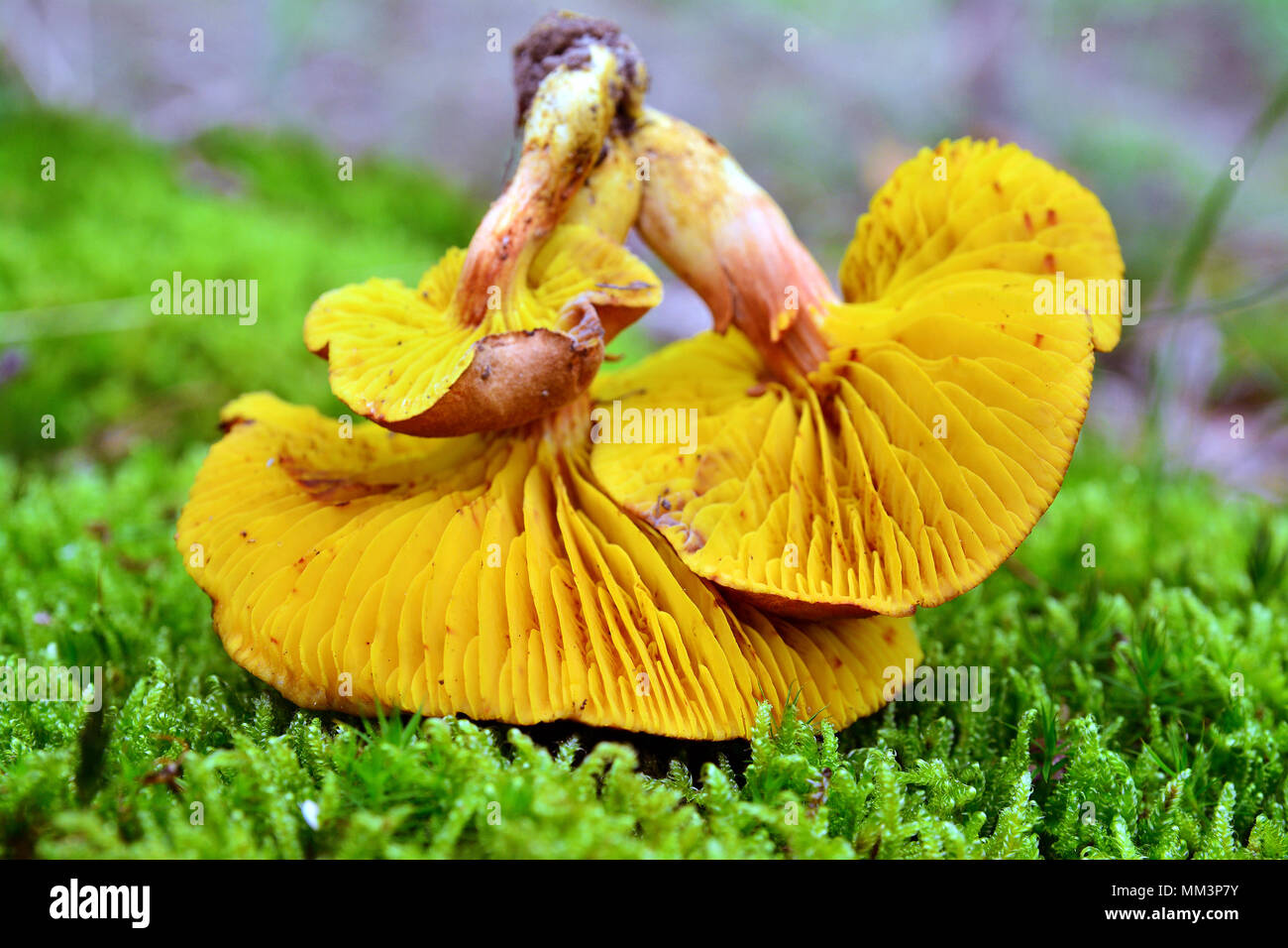 rare phylloporus rhodoxanthus mushroom, commonly known as the gilled ...