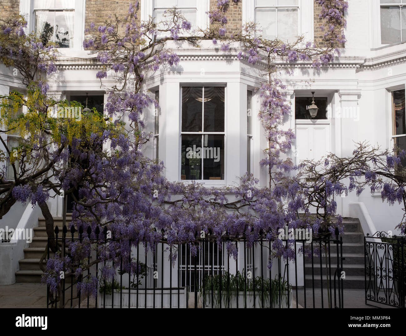 Kensington London. Wisteria and laburnum trees in full bloom growing ...