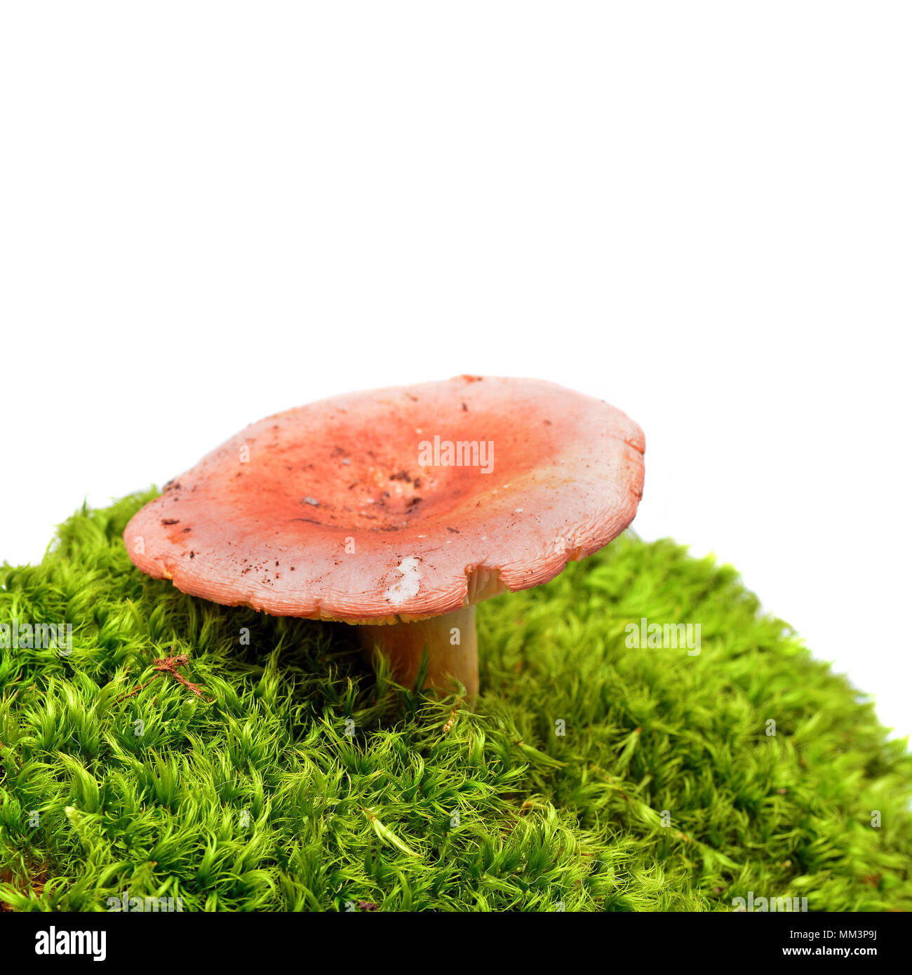 russula vesca mushroom, also known as the flirt or the bare-toothed ...