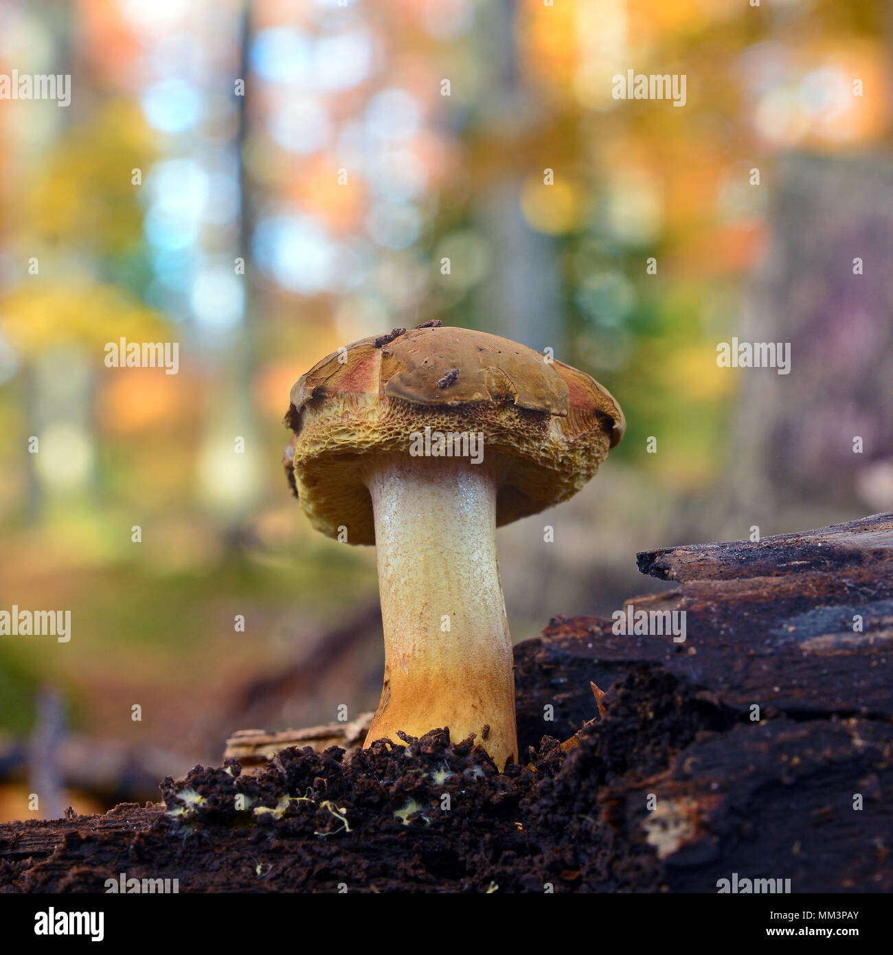 imleria badia mushroom, also known as the bay bolete Stock Photo - Alamy
