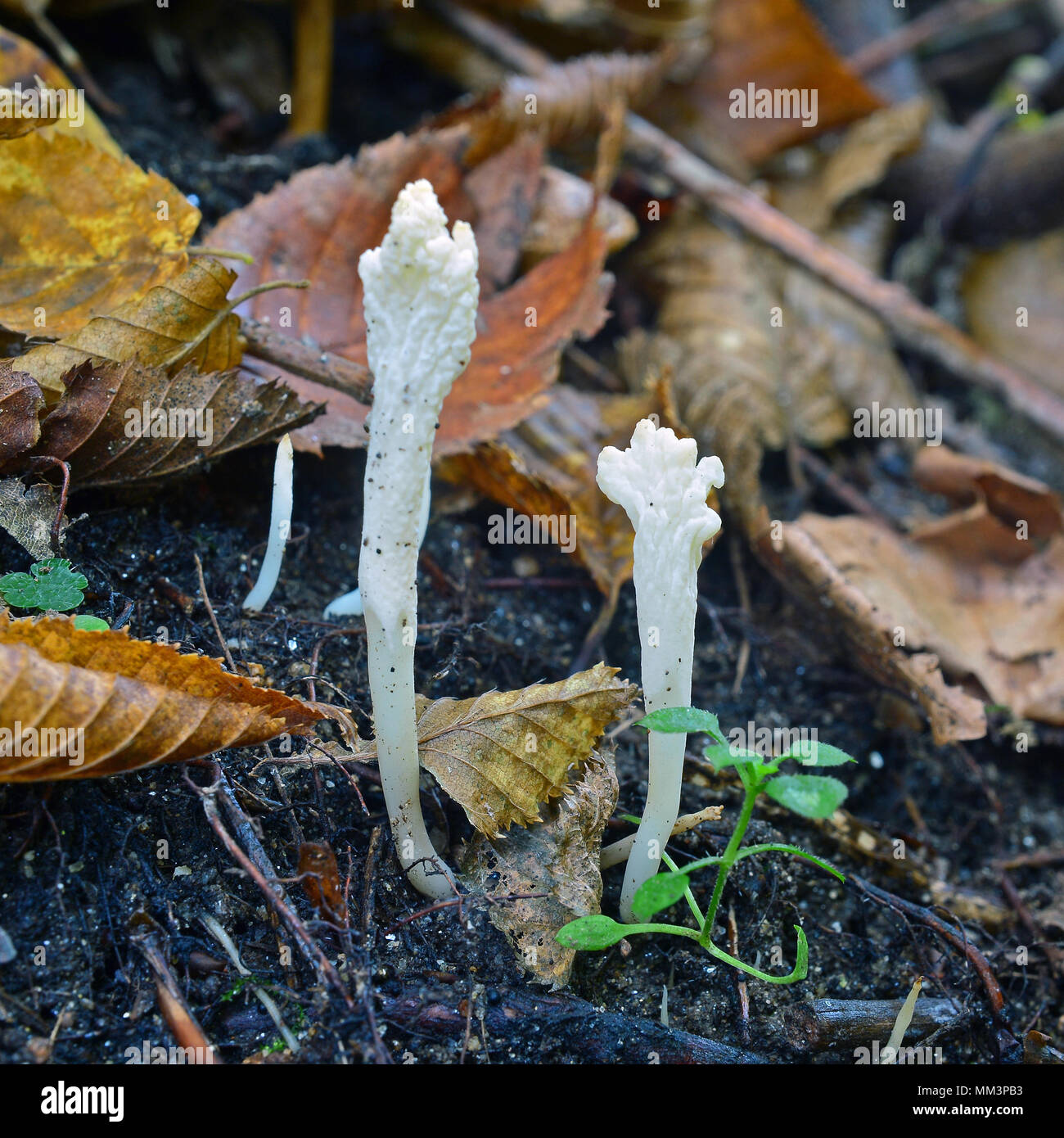 clavulina rugosa fungus, also known as the wrinkled coral mushroom ...