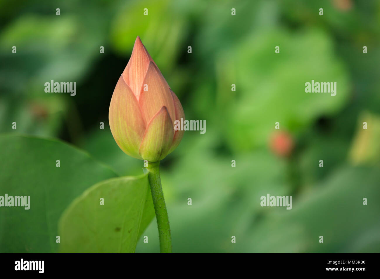 Lotus in the lake Stock Photo - Alamy