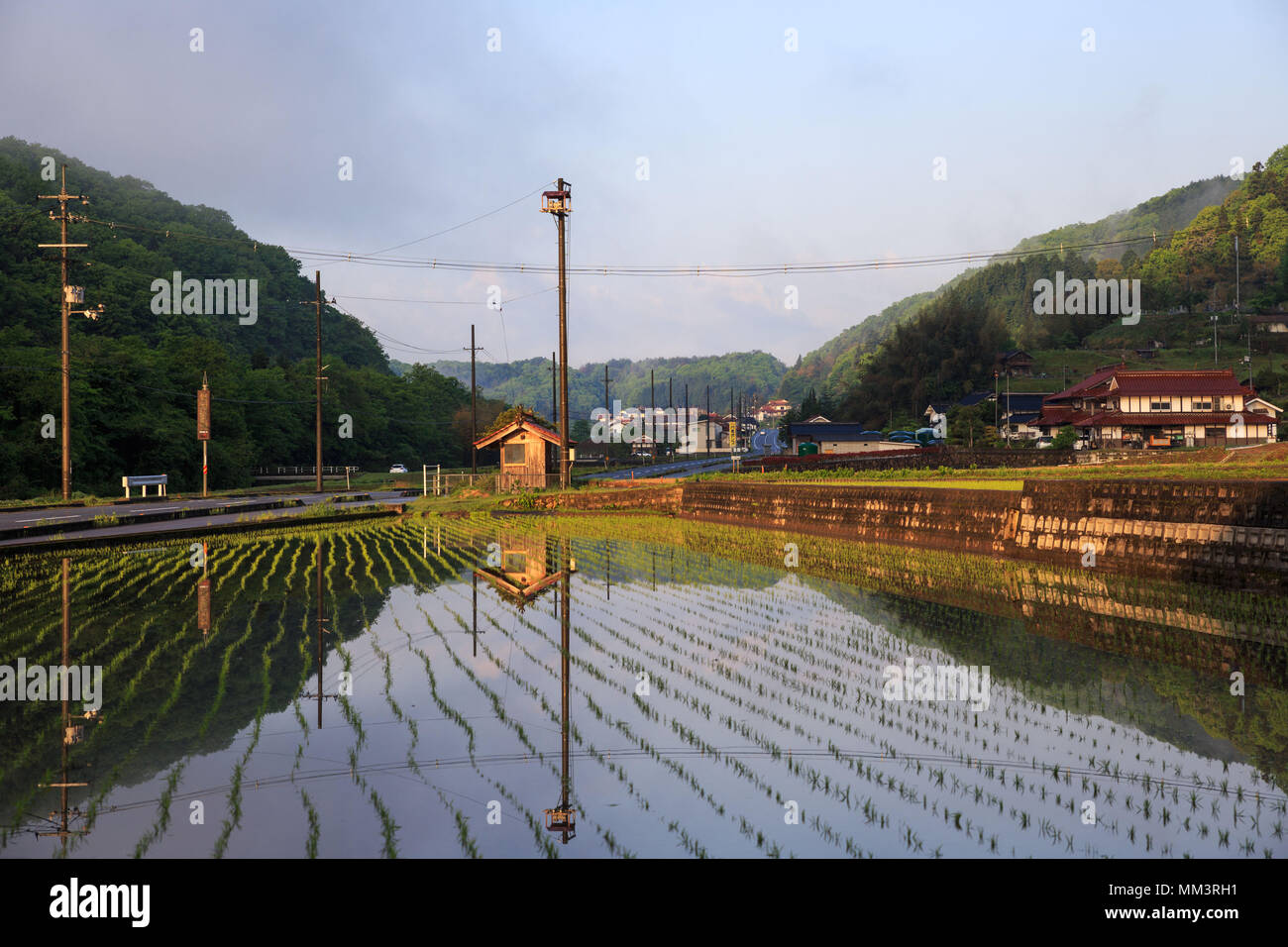 Roadside rice field freshly planted and flooded at sunrise Stock Photo ...