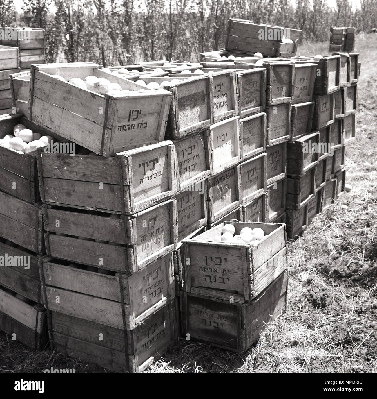 1950s, historical, crates of freshly picked jaffa oranges sit in a ...