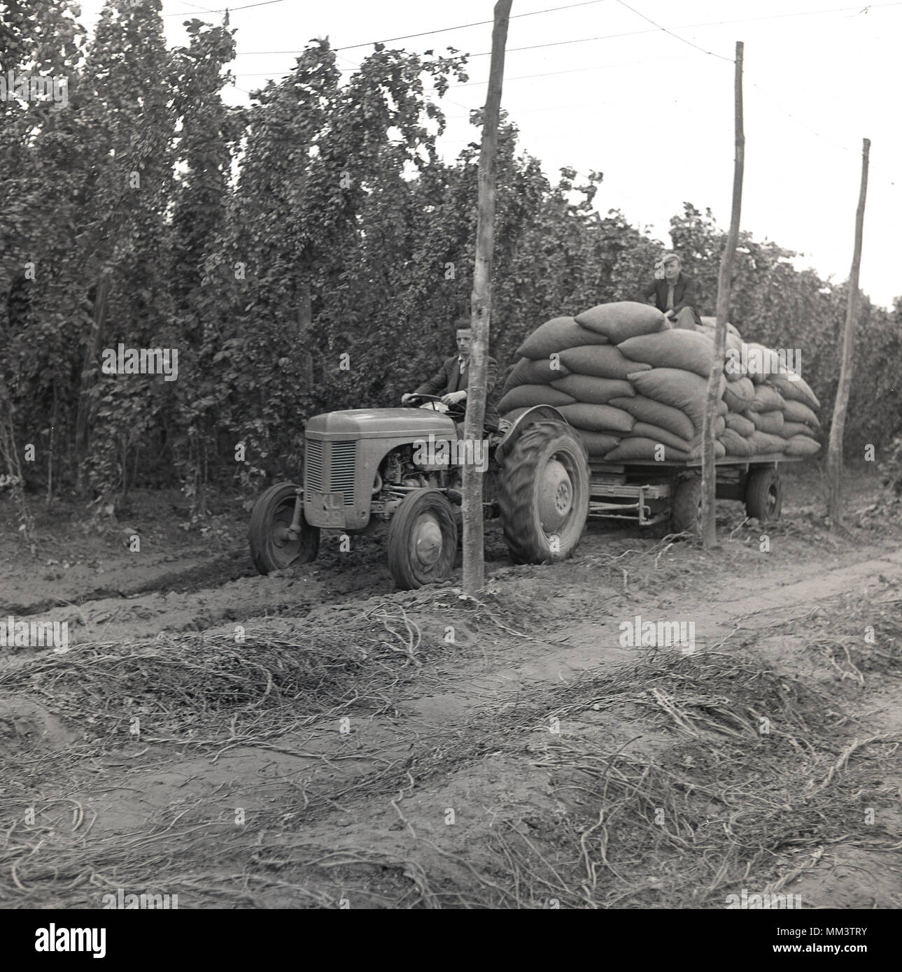 British farm 1950s hi-res stock photography and images - Alamy