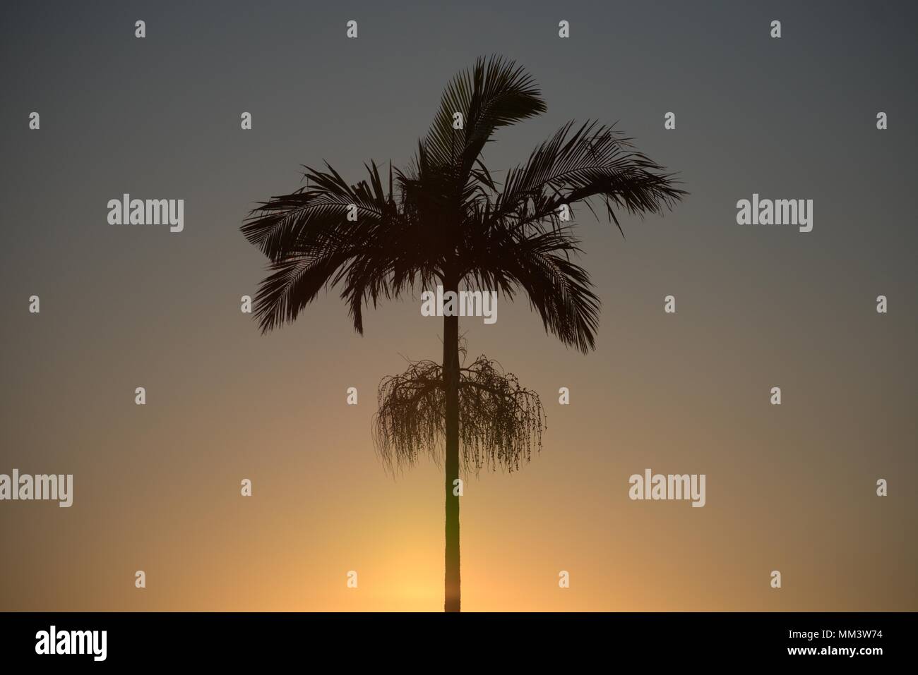 Palm Tree And Early Morning Sunlight Stock Photo - Alamy
