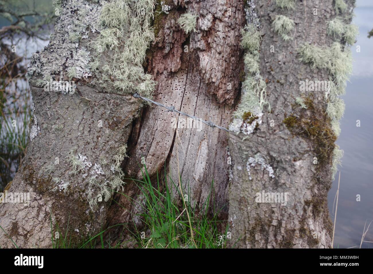 Large Old Ash Tree Trunk (Fraxinus excelsio)r Growing Round Barbed ...