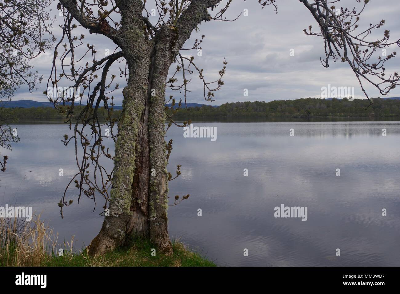 Leafless ashtree hi-res stock photography and images - Alamy
