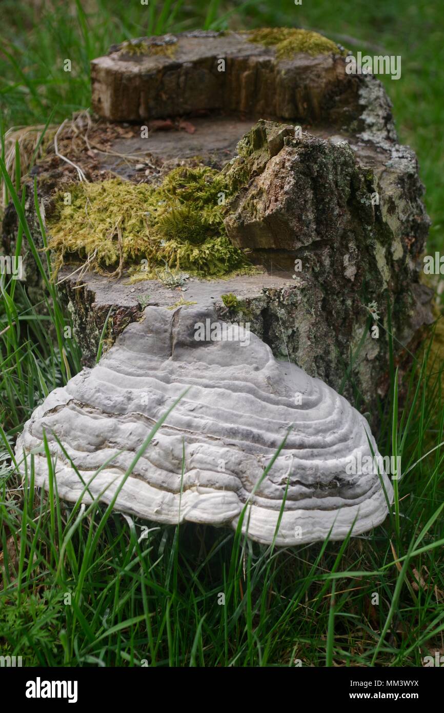 White Fomes Fomentarius High Resolution Stock Photography and Images ...