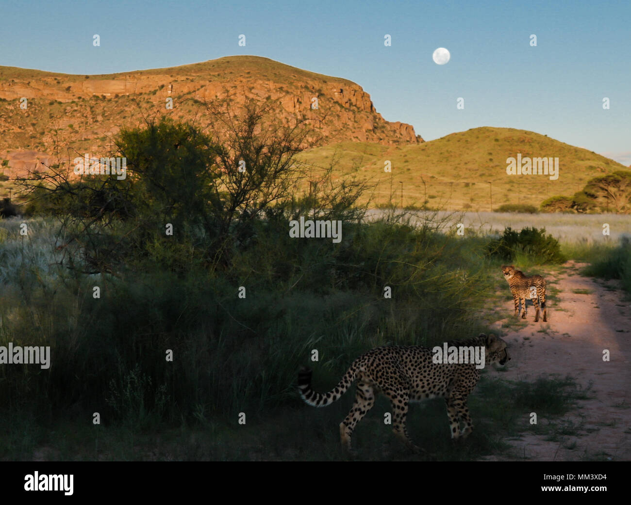 Cheetah with moonrise hi-res stock photography and images - Alamy