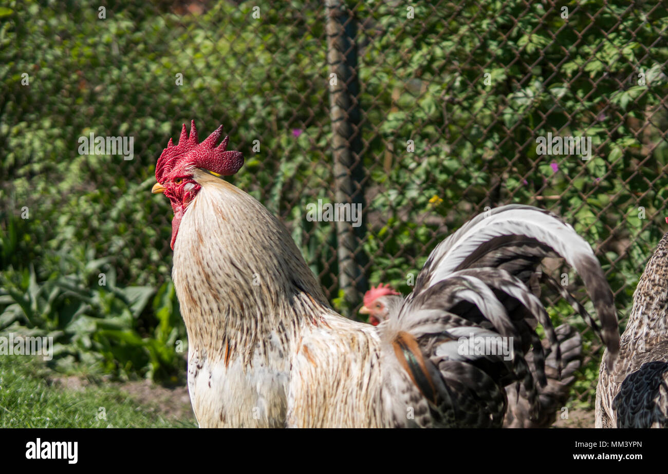 Handsome Colorful Rooster Or Fighting Cock In The Farm With A Chickens 4268