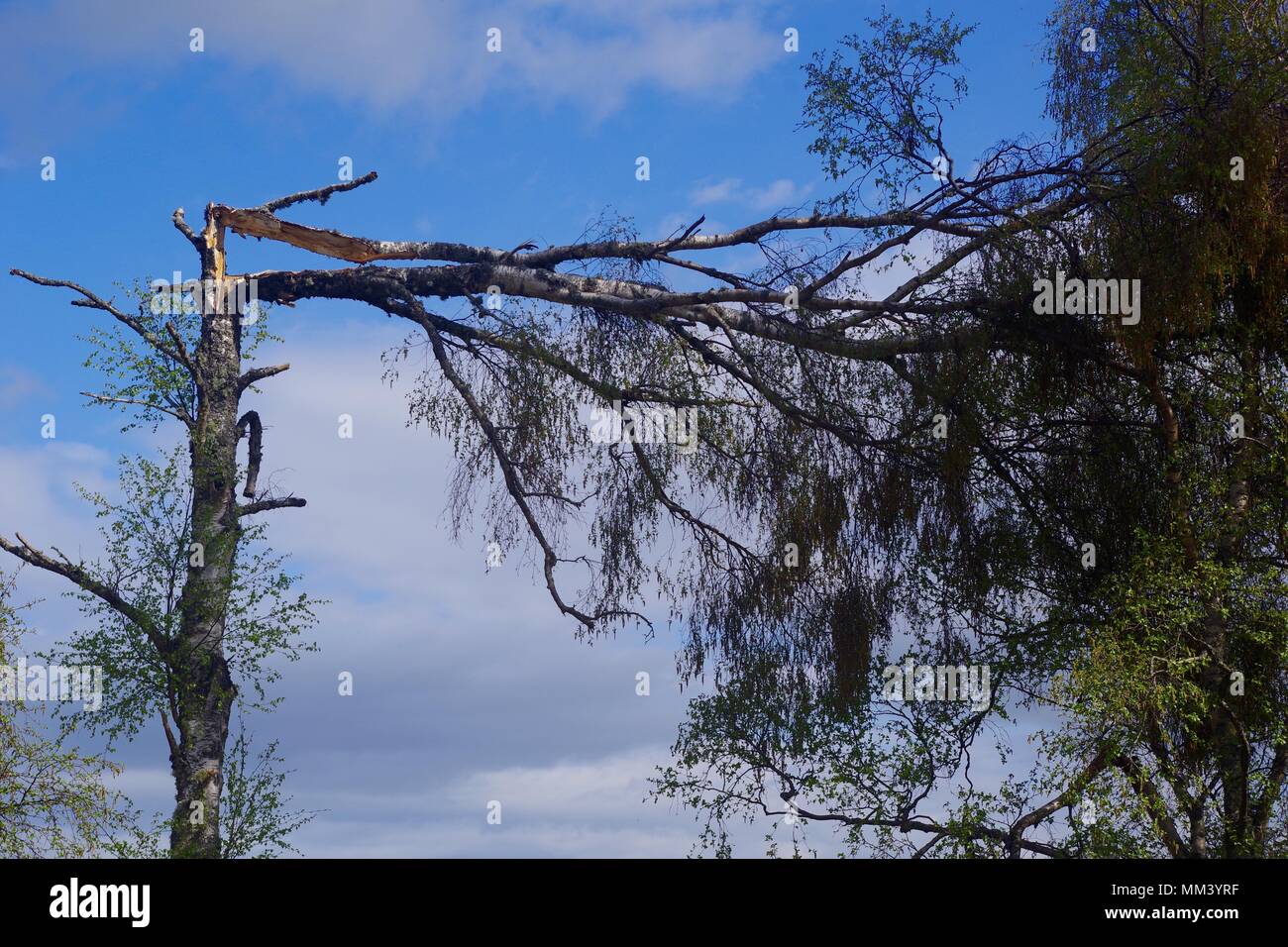 Storm damaged forset hi-res stock photography and images - Alamy