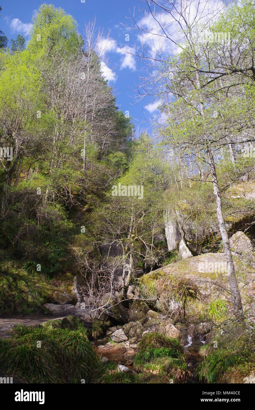 Scottish Birch Wood in Spring. Burn O' Vat Valley on a Sunny Day. Muir ...