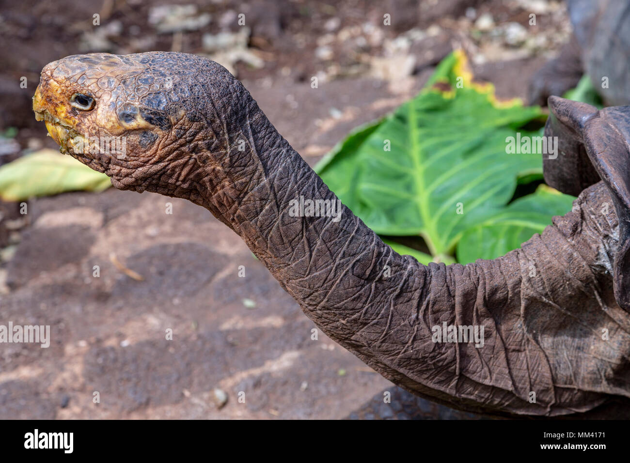 Galapagos Giant Tortoise (Chelonoidis nigra) in Galapagos Islands ...