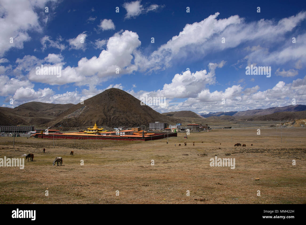 Golden grasslands hi-res stock photography and images - Alamy