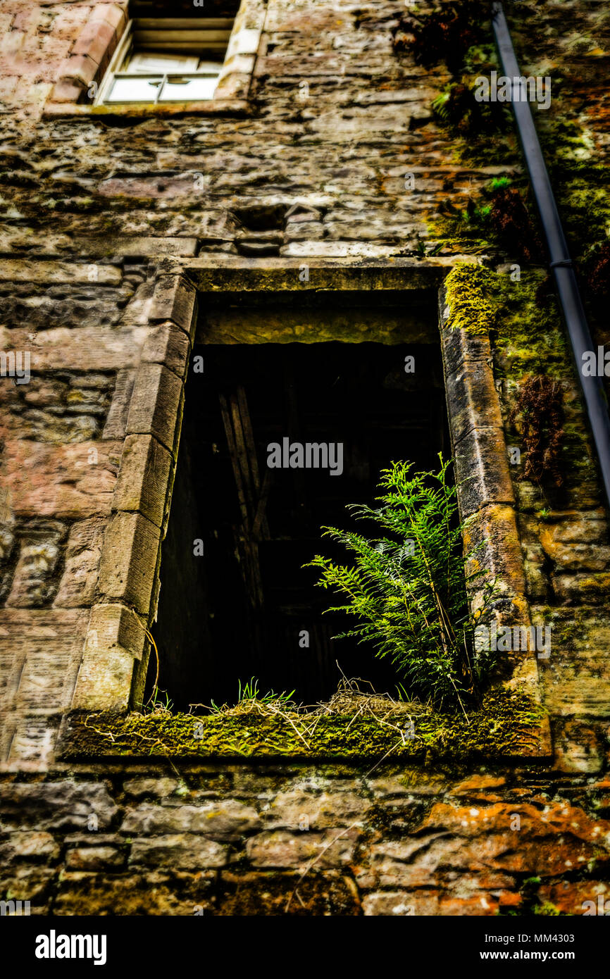 old stone ruined window with moss and plants growing around Stock Photo ...