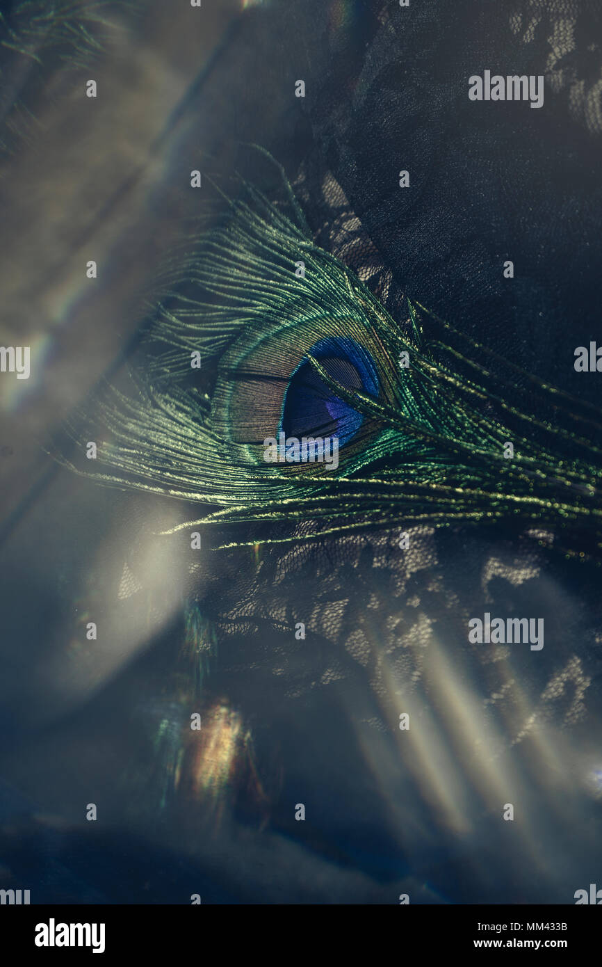 dreamy photo of a peacock feather and lace, using a glass prism, with ...