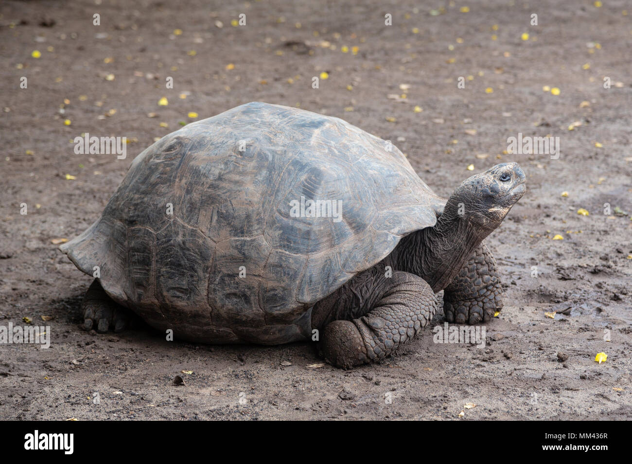 Galapagos Giant Tortoise (Chelonoidis nigra) in Galapagos Islands ...