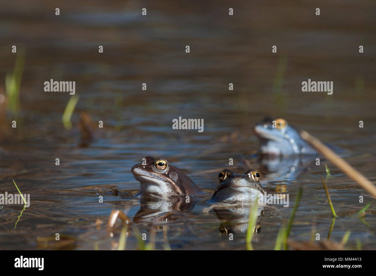 Moor frogs in the mating season Stock Photo - Alamy