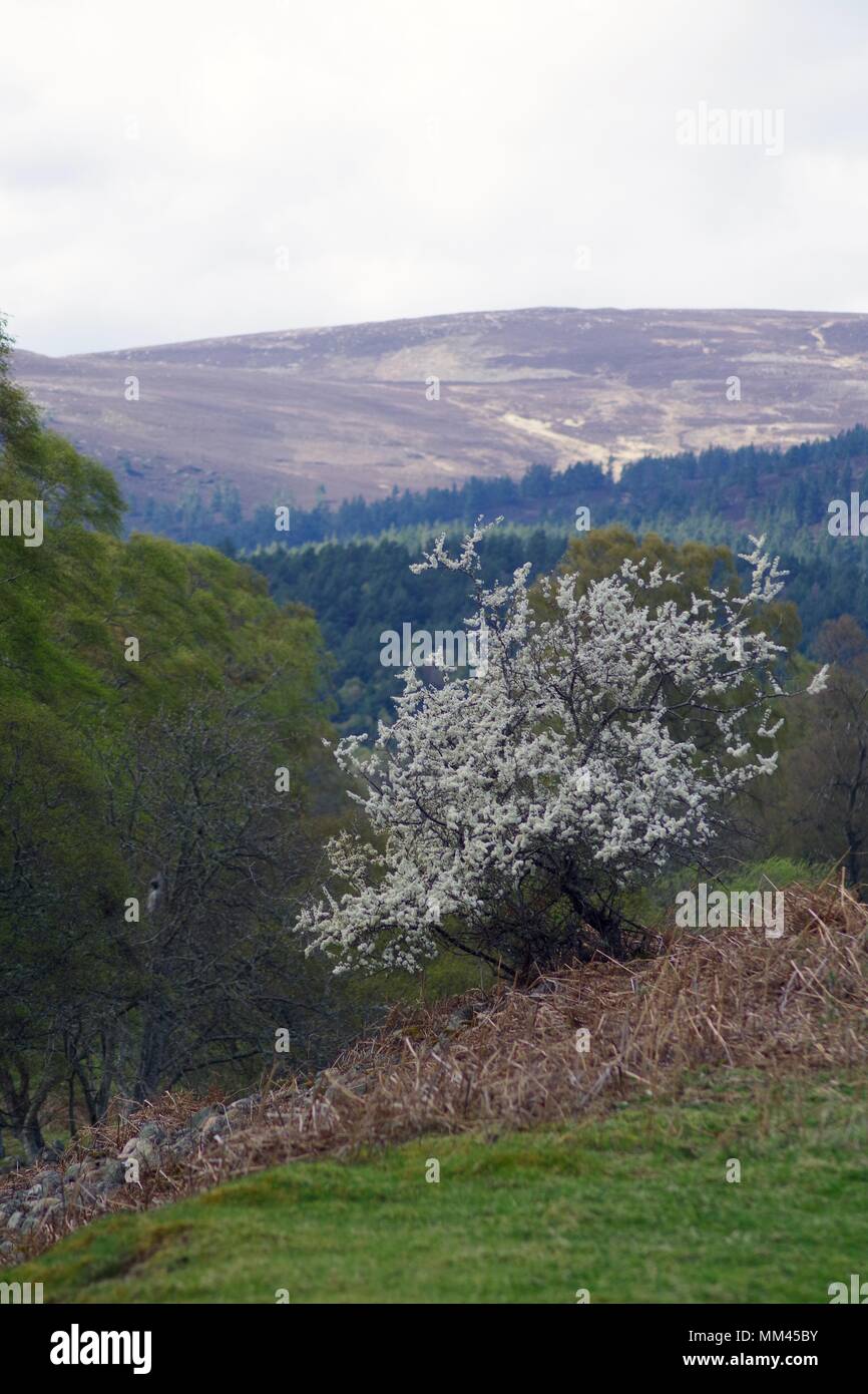 Hawthorn Tree in White May Blossom among Mixed Woodland and Moorland ...