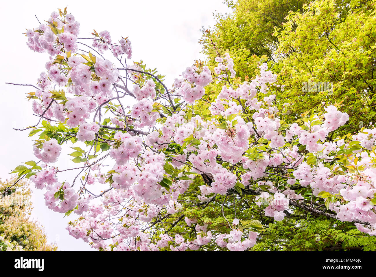 Detail of blooming trees in spring season in Japan Stock Photo - Alamy