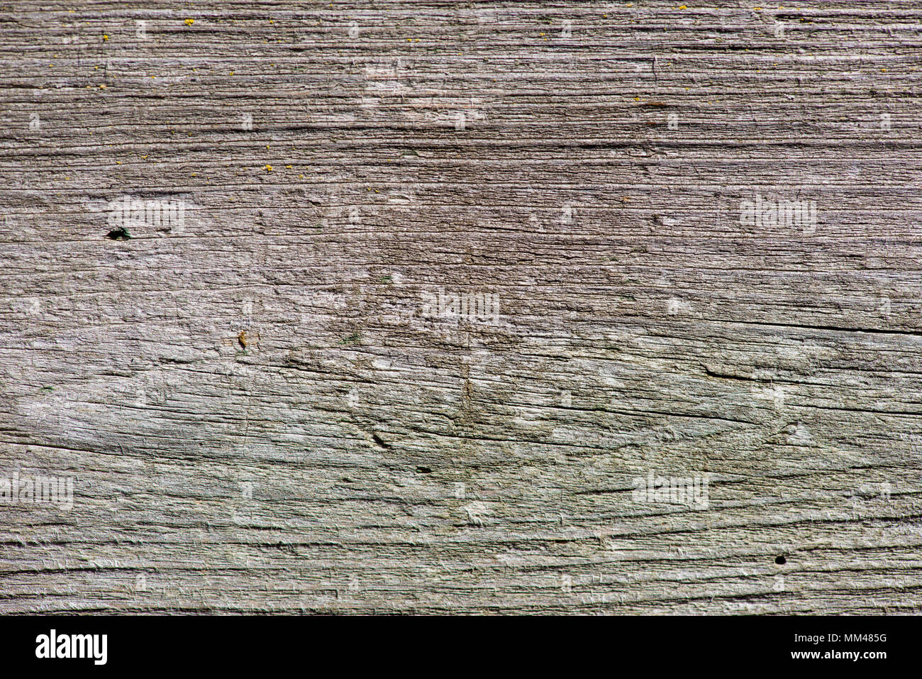 Wood texture. Gray timber board with weathered crack lines. Natural ...