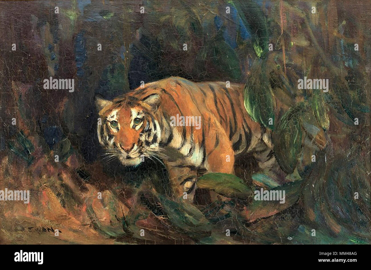 Swan Cuthbert Edmund - Tiger Stock Photo - Alamy