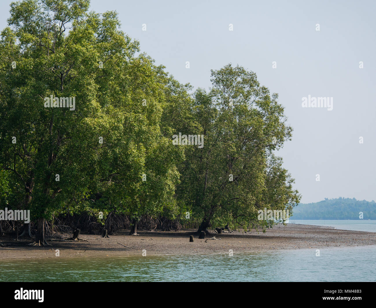 Mangrove forest on Kadan Kyun, previously King Island, the biggest ...