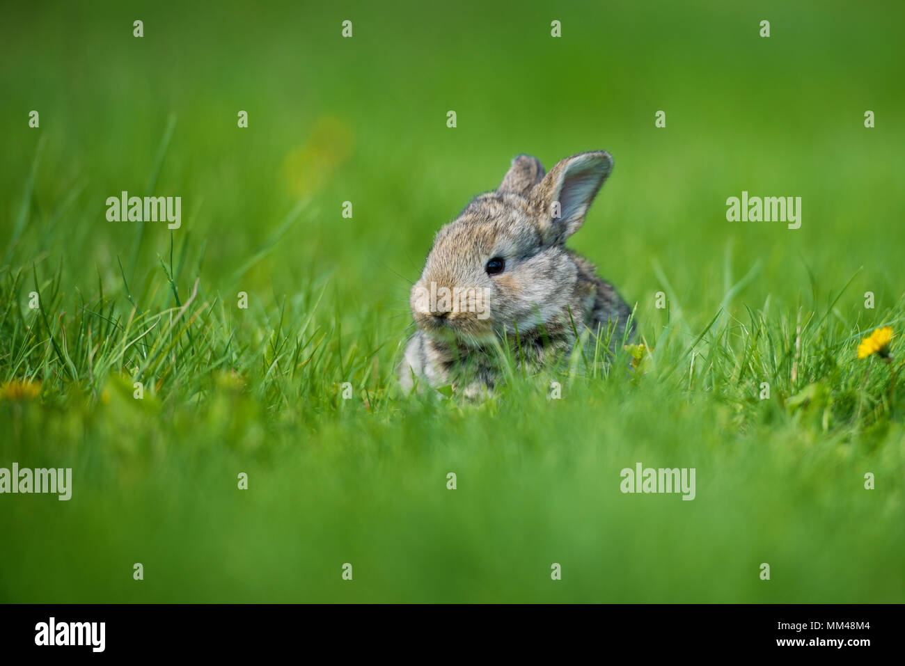 Cute rabbit with flower dandelion sitting in grass. Animal nature ...