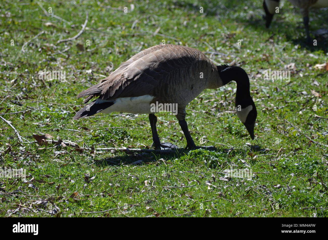 Side profile geese hi-res stock photography and images - Alamy