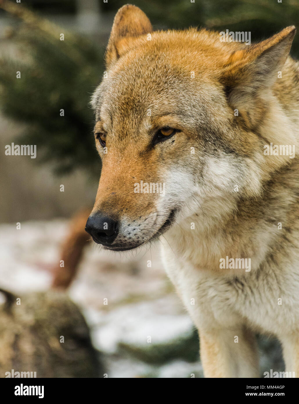 Grey wolf (canis lupus) face looking to the left Stock Photo - Alamy