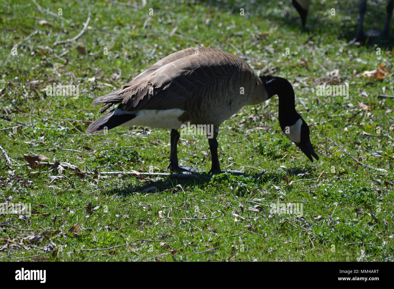 Side profile geese hi-res stock photography and images - Alamy
