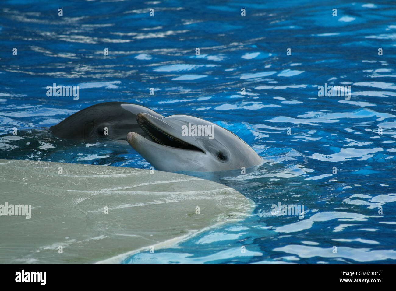 dolphins show at the riccione aquarium in italy Stock Photo - Alamy