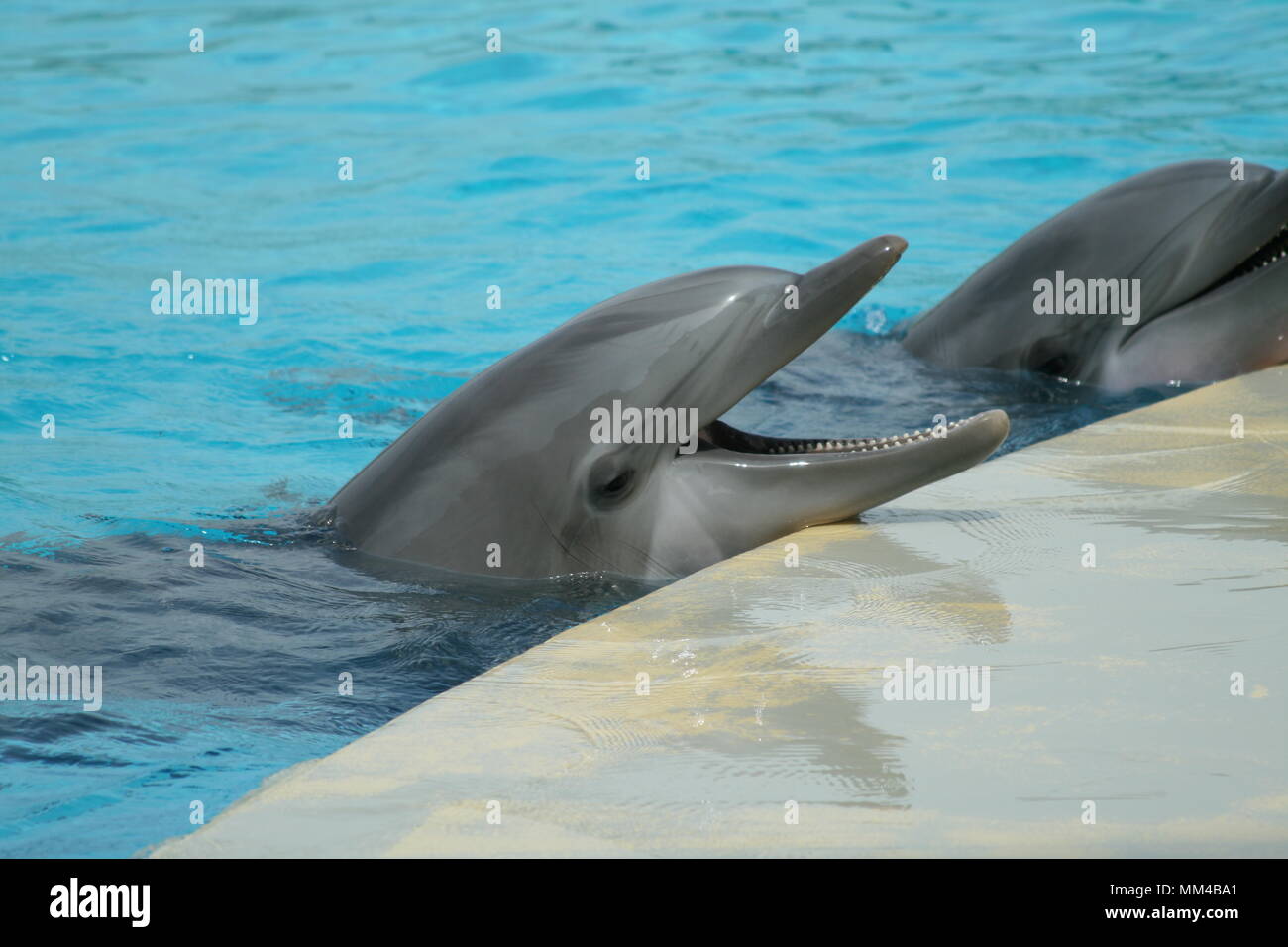 dolphins show at the riccione aquarium in italy Stock Photo - Alamy