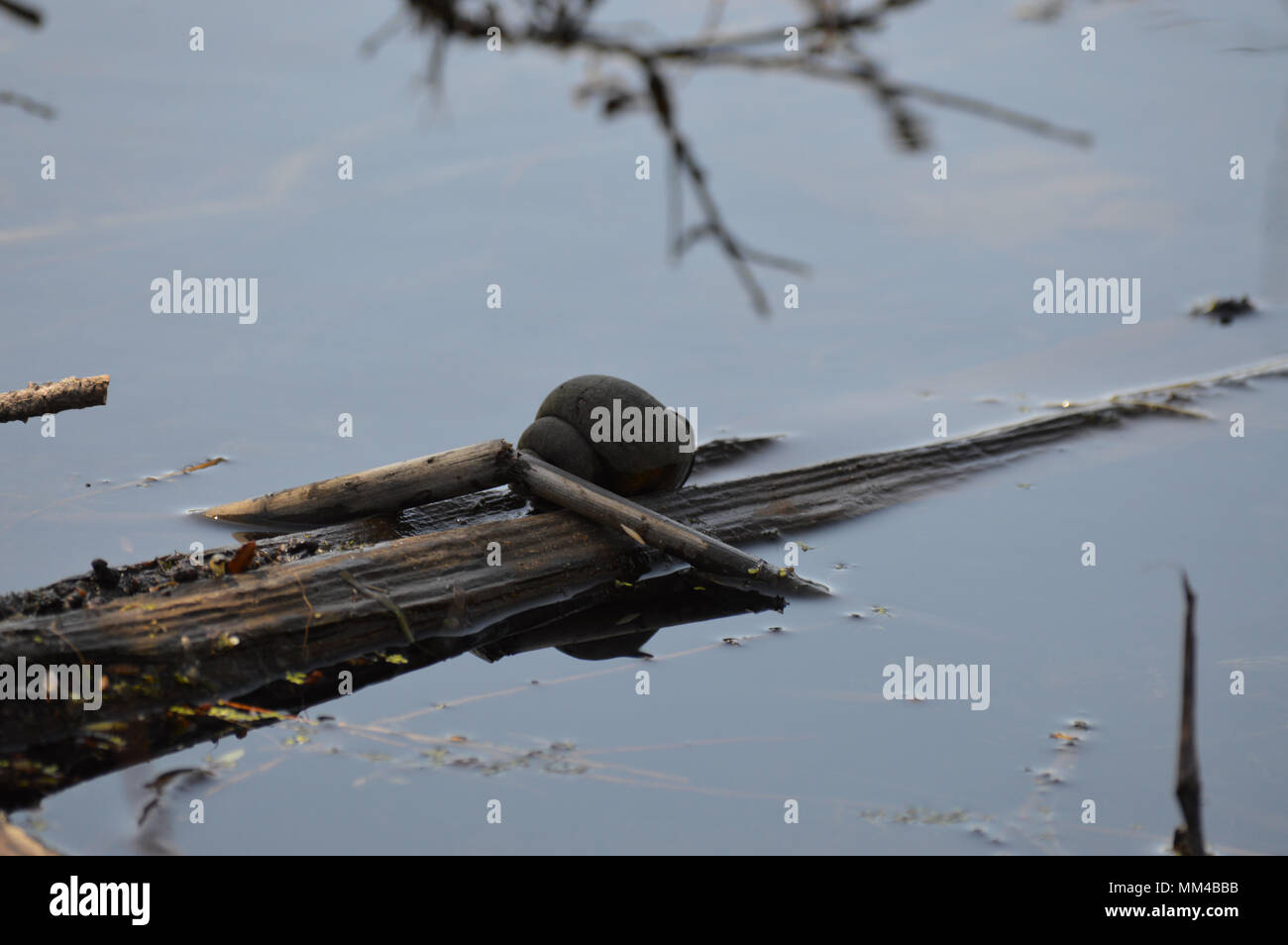 Snail on a log in the water Stock Photo - Alamy
