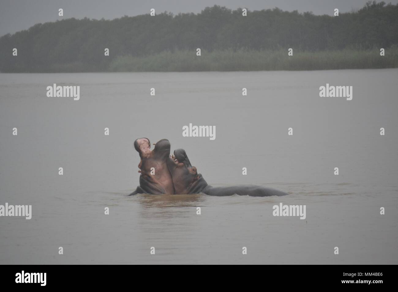 Hippos Playing in River Stock Photo - Alamy