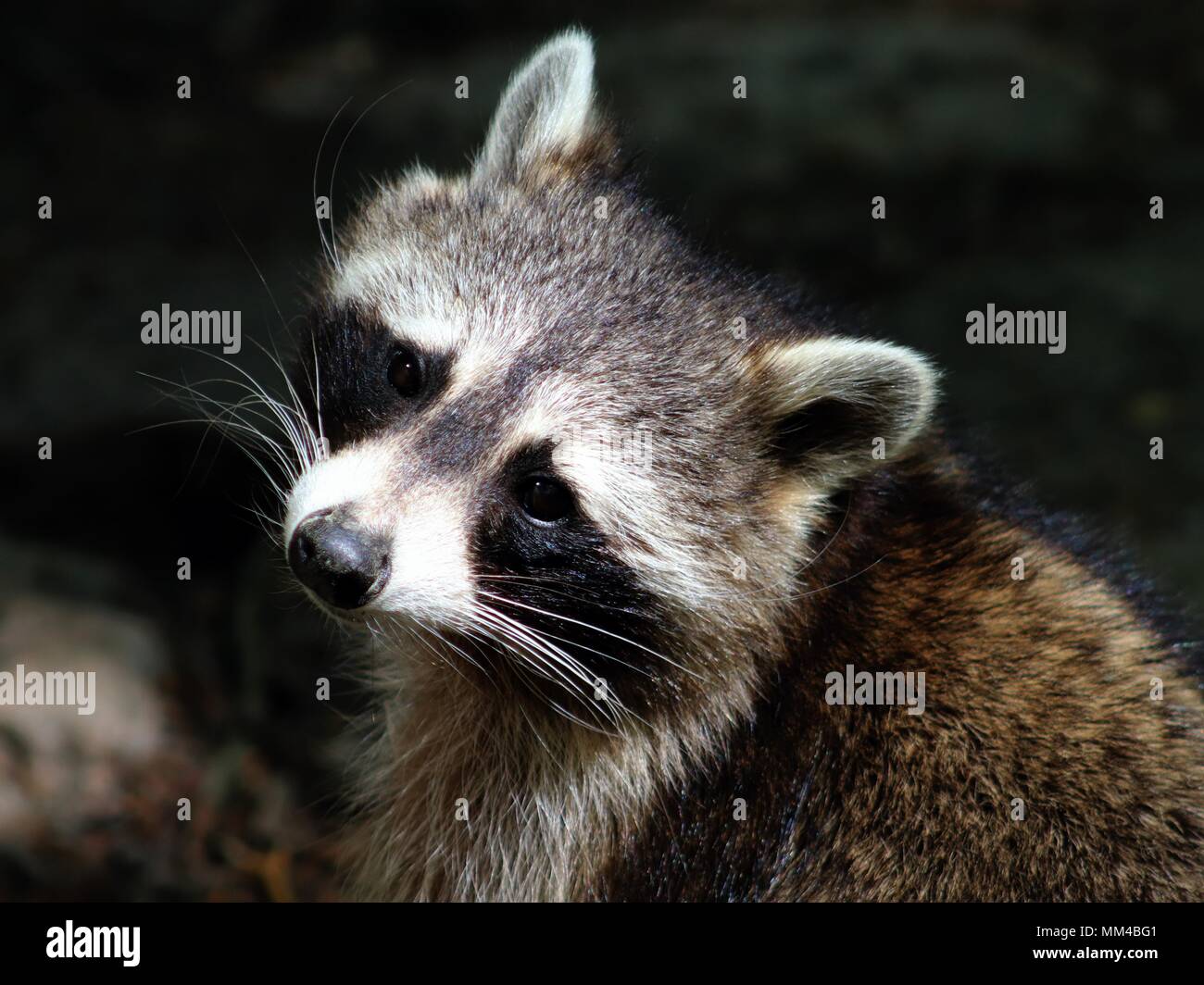 close-up portrait of raccoon, raccoons are characterized by their ...