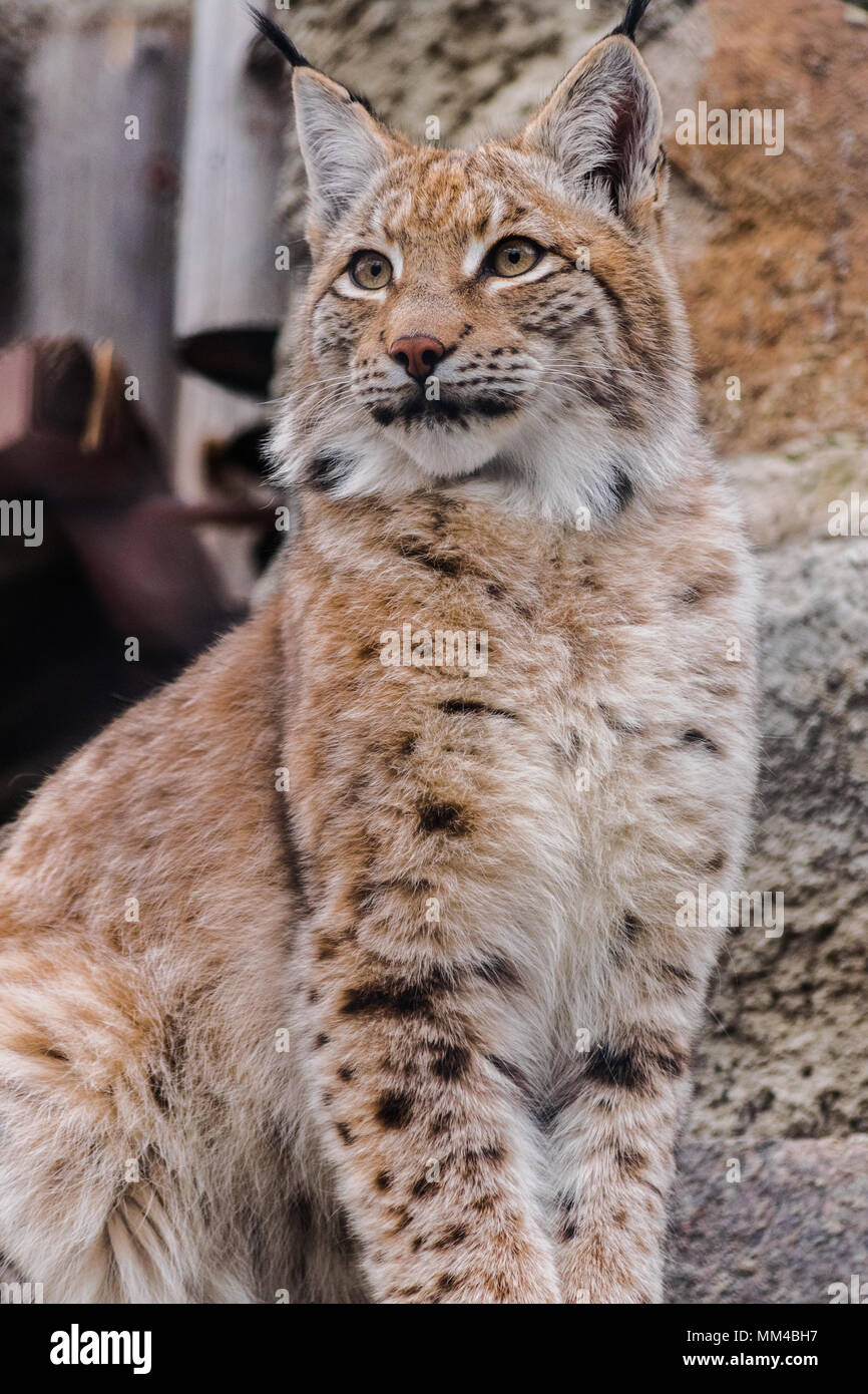Asian lynx hi-res stock photography and images - Alamy