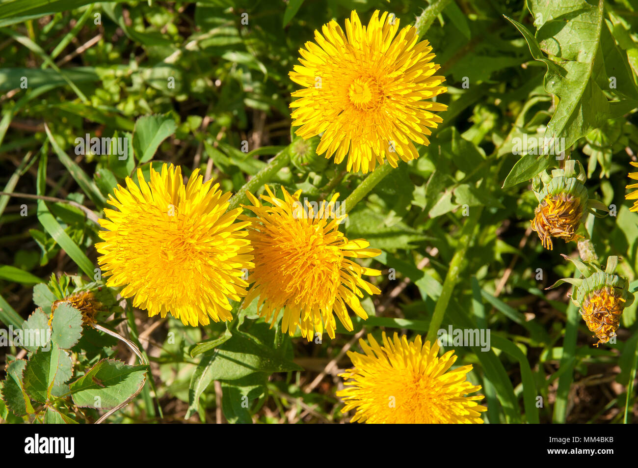 yellow dandelion flower ,Dandelion (Taraxacum) or cream Stock Photo - Alamy