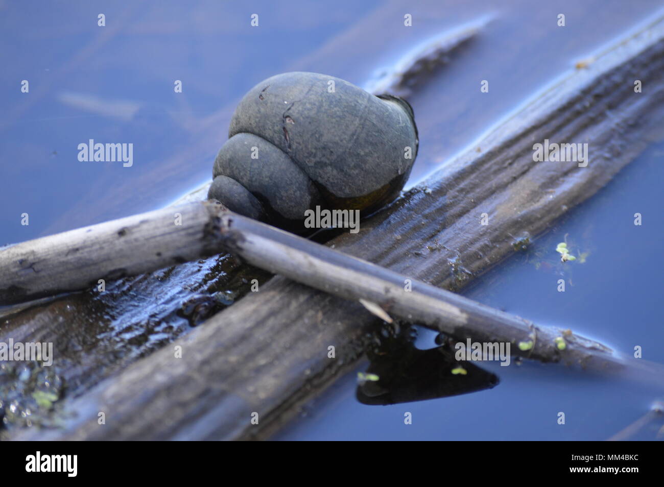 Snail on a log in the water Stock Photo - Alamy