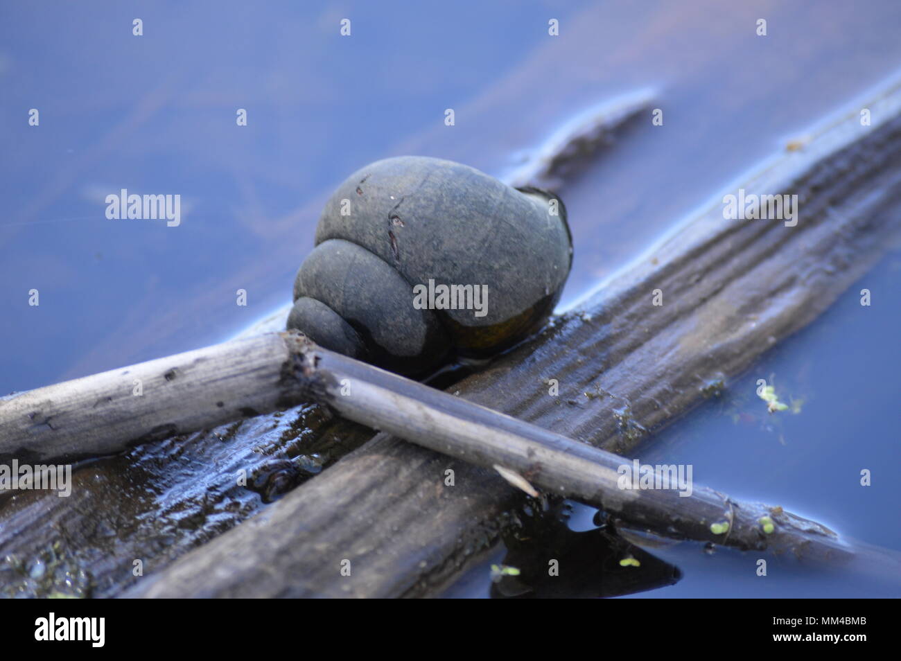 Log floating in water hi-res stock photography and images - Alamy