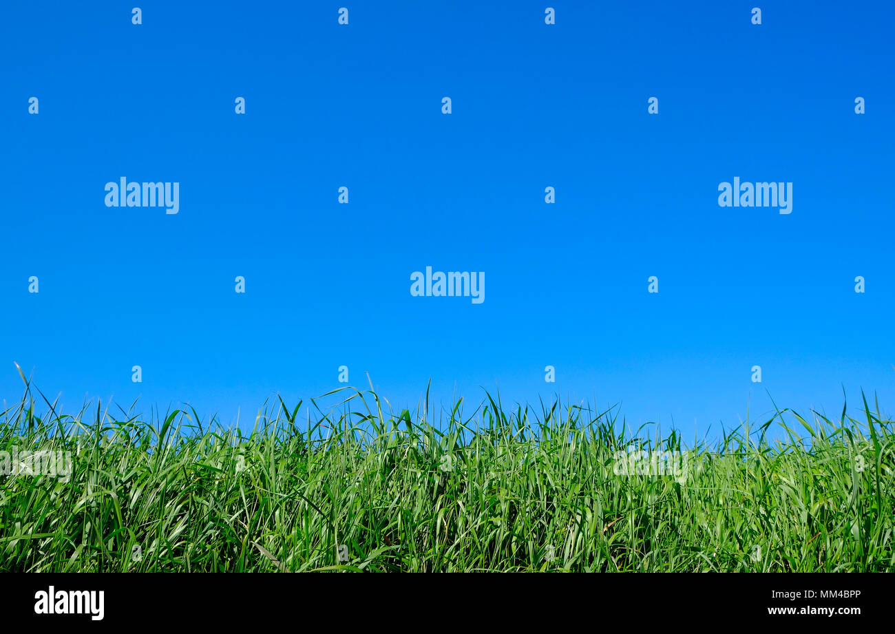 ground level view of green grass on blue sky background, norfolk ...