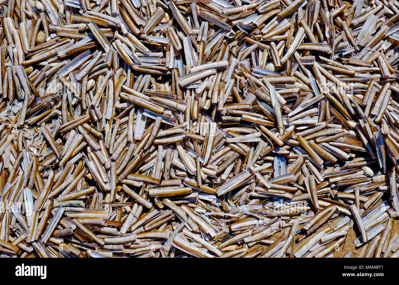 Razor Shells High Resolution Stock Photography and Images - Alamy