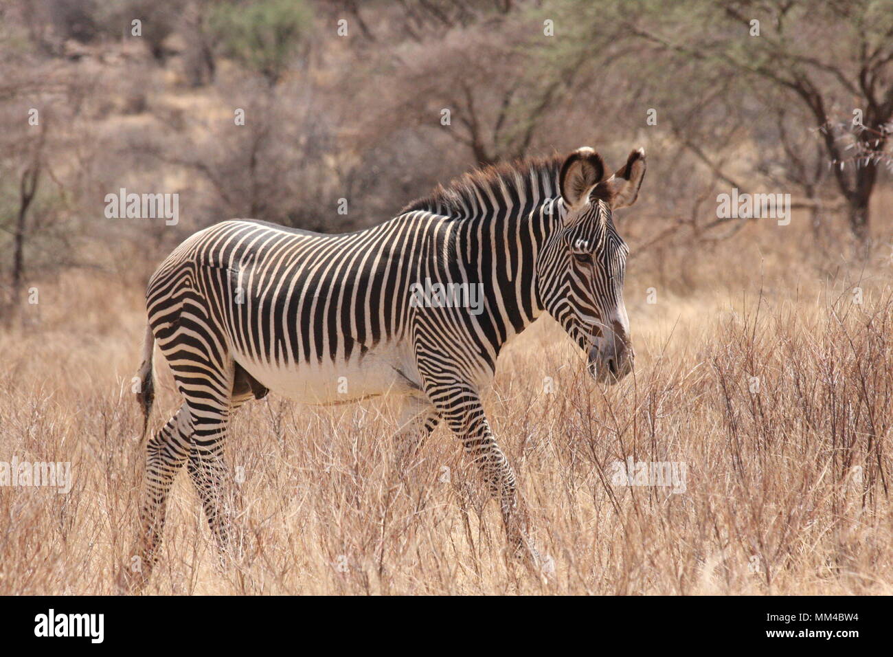 Real zebra animal hi-res stock photography and images - Alamy
