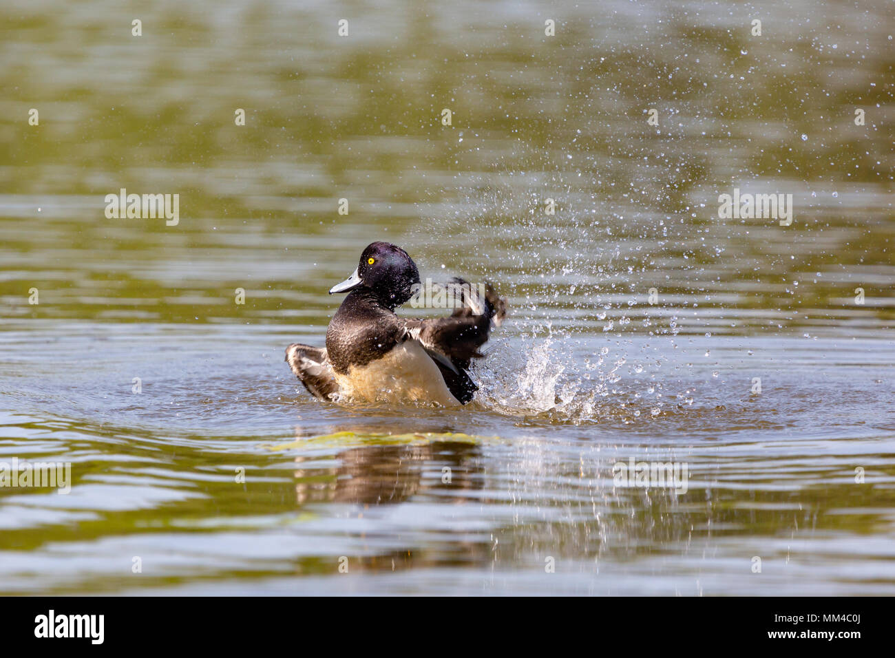 Colour photograph of Tufted duck cleaning and splashing in a large lake ...