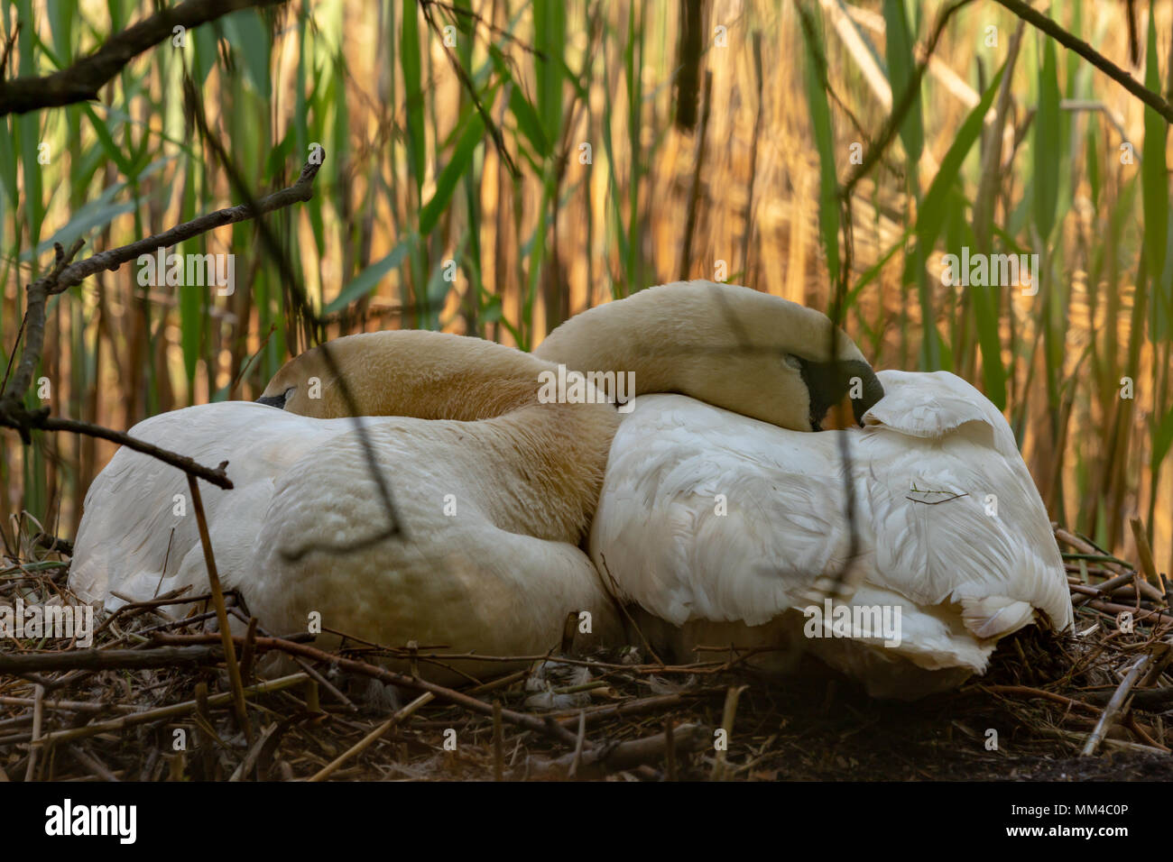Colour photograph of a pair of Mute swans laying on eggs hidden behind ...